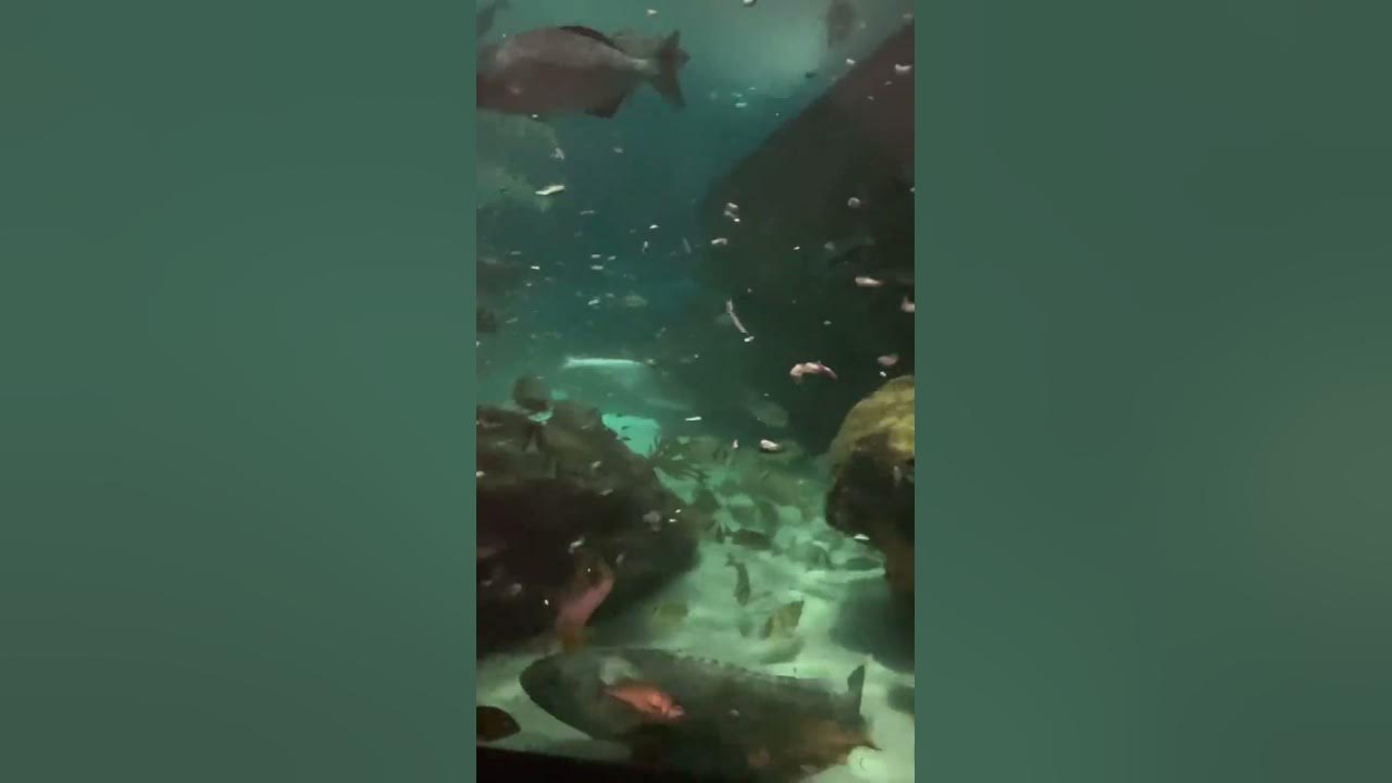 Tony B’s @ Ripley’s Aquarium - YouTube
