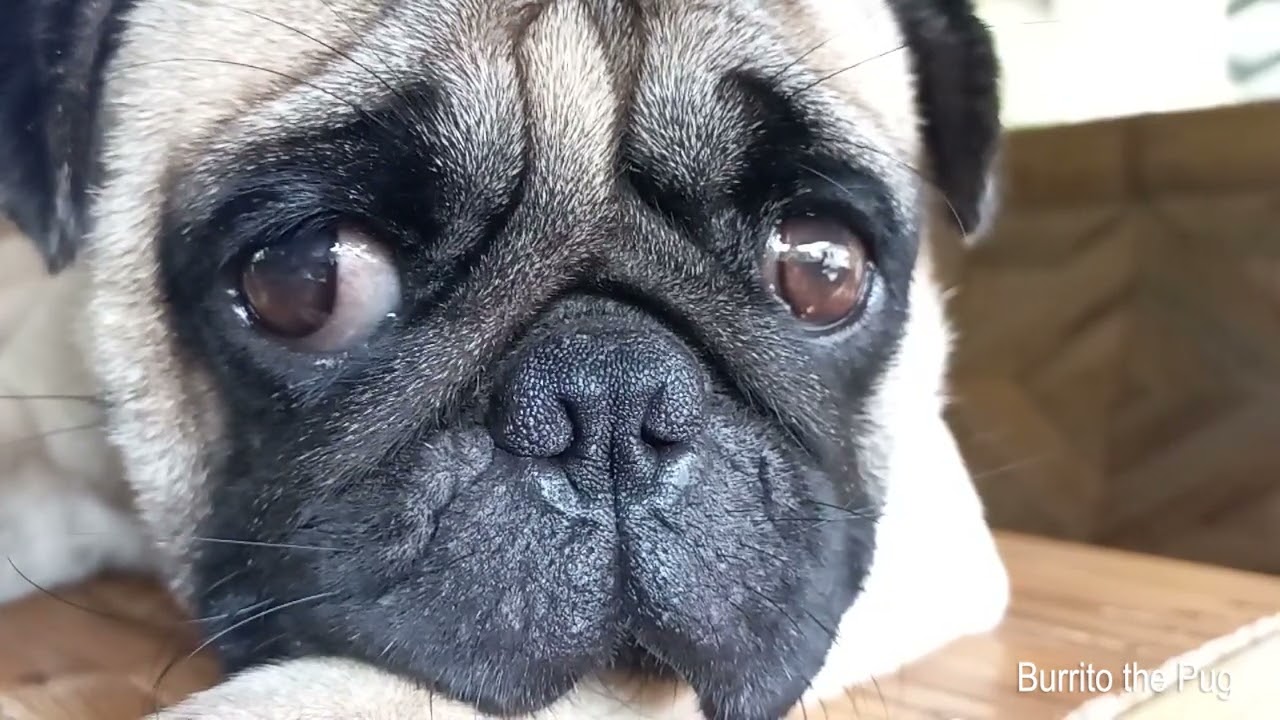 Burrito the pug is now fully grown - YouTube