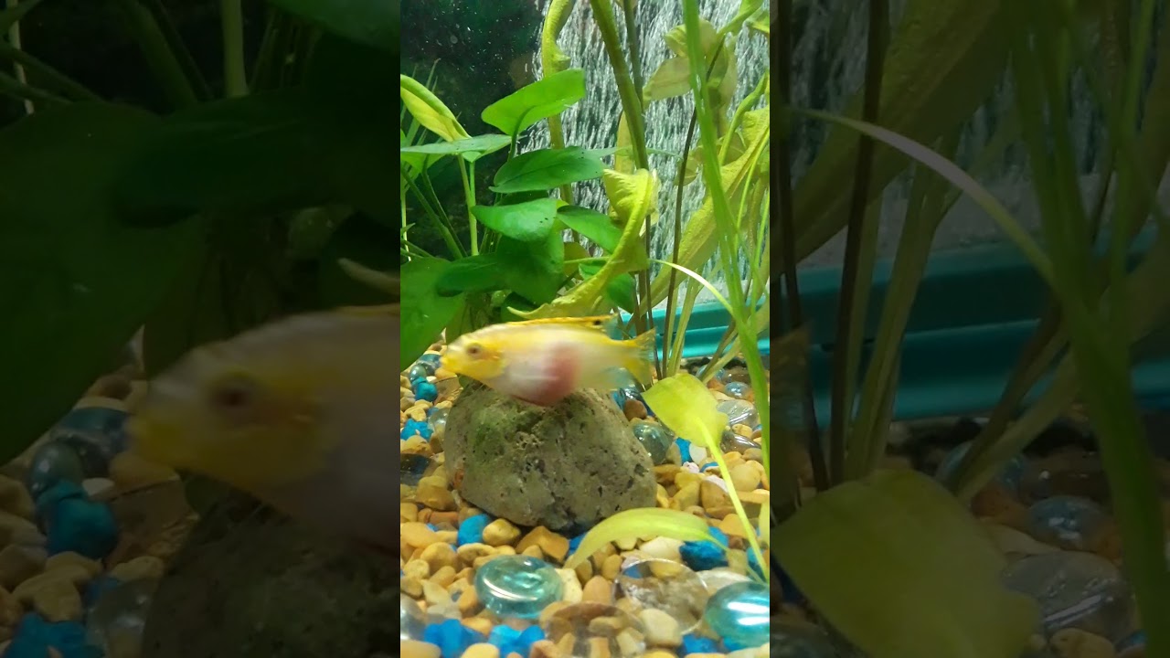 Platy fry released into main tank. - YouTube