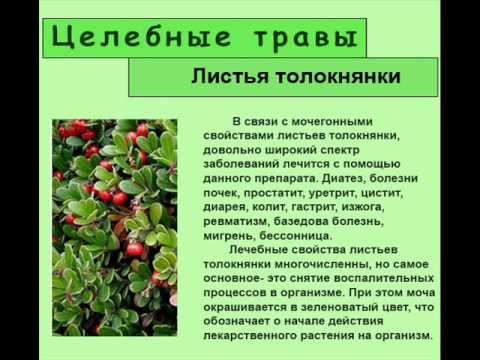 Листья толокнянки - YouTube