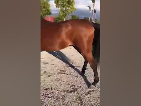 Horse Breeding #horse #shorts #ytshorts - YouTube