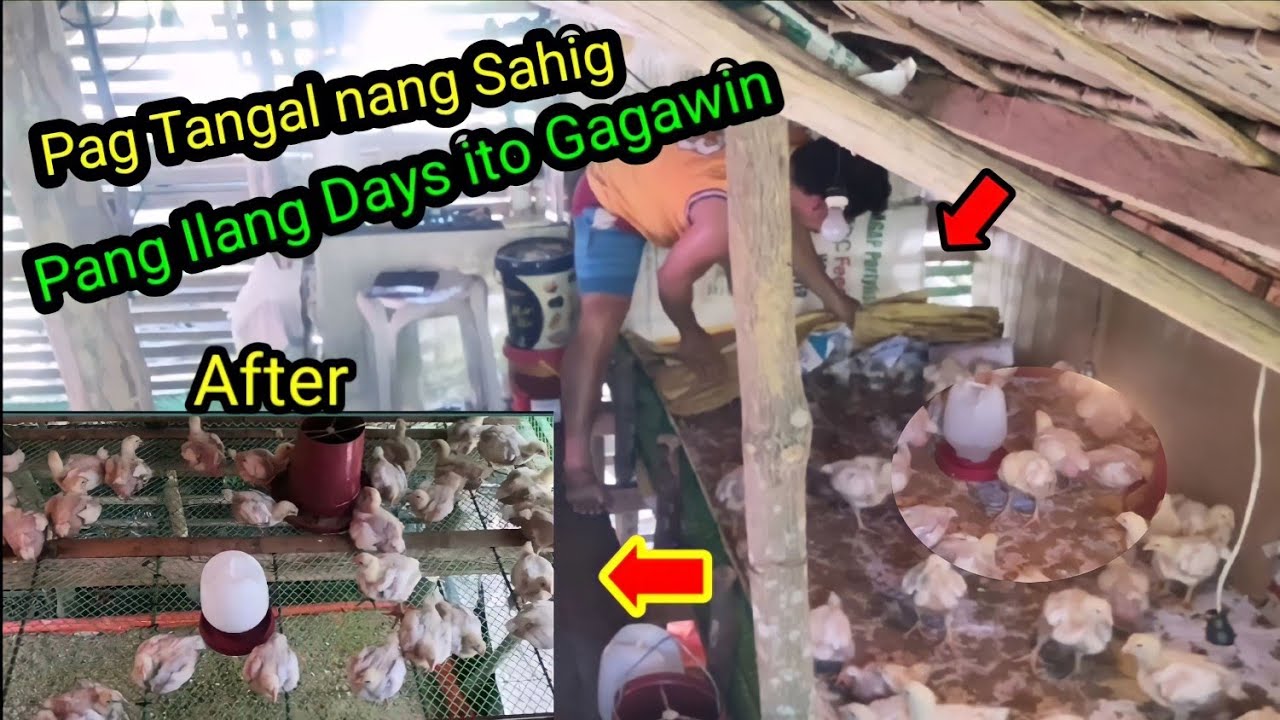 PAANO MAG TANGAL NANG SAHIG SA ATING ALAGANG BROILER CHICKEN | PANG ...
