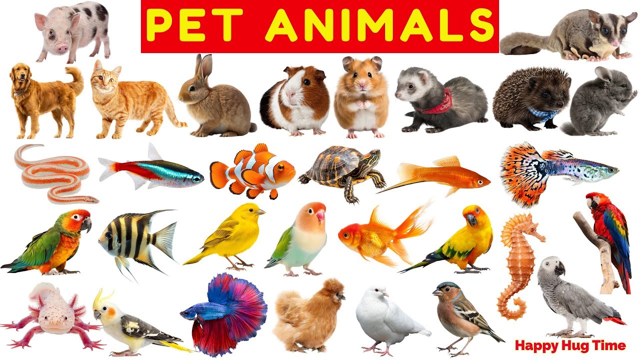 Top 35 Pet Animals for Kids 🐾 | Fun Learning Video for Toddlers ...