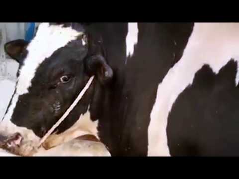 JINNAH CATTLE FARM 2018 || No BULL Only BIG BULLS || Maweshi Mandi Karachi