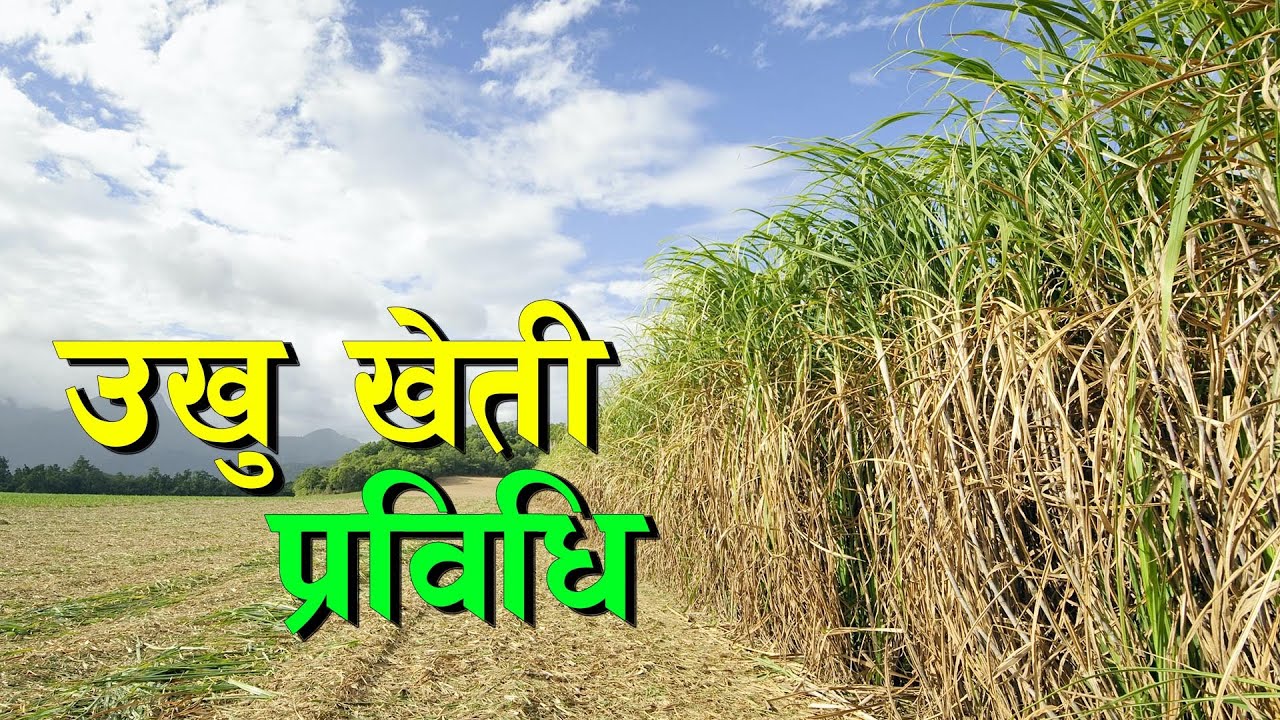 उखु खेती सिकौं, उत्पादन गरौं || Sugarcane Ukhu Farming in Nepal ...