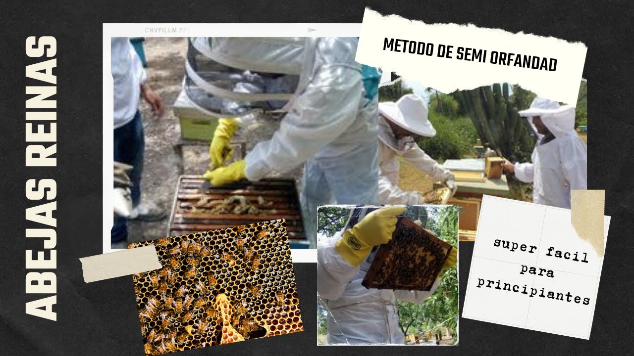 Cria de Abejas Reinas - Metodo de semi orfandad - Tips SUPER FACIL ...