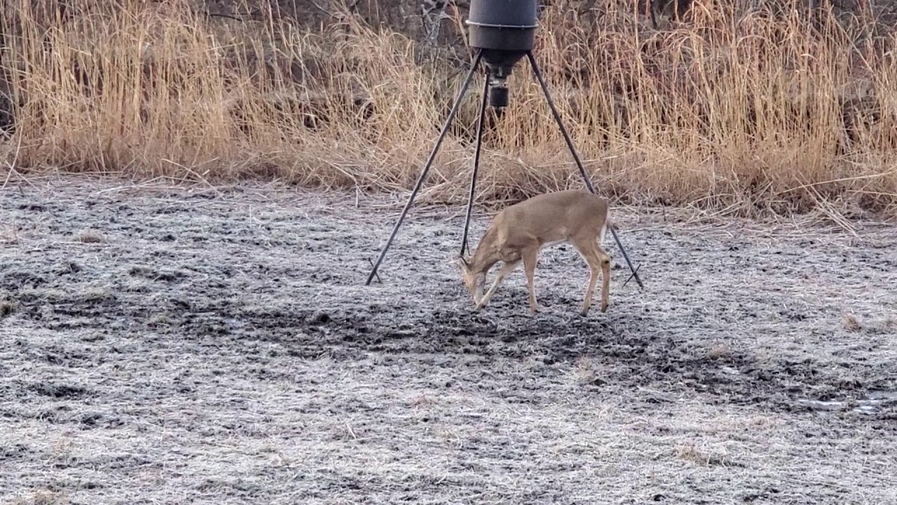 Small buck - YouTube