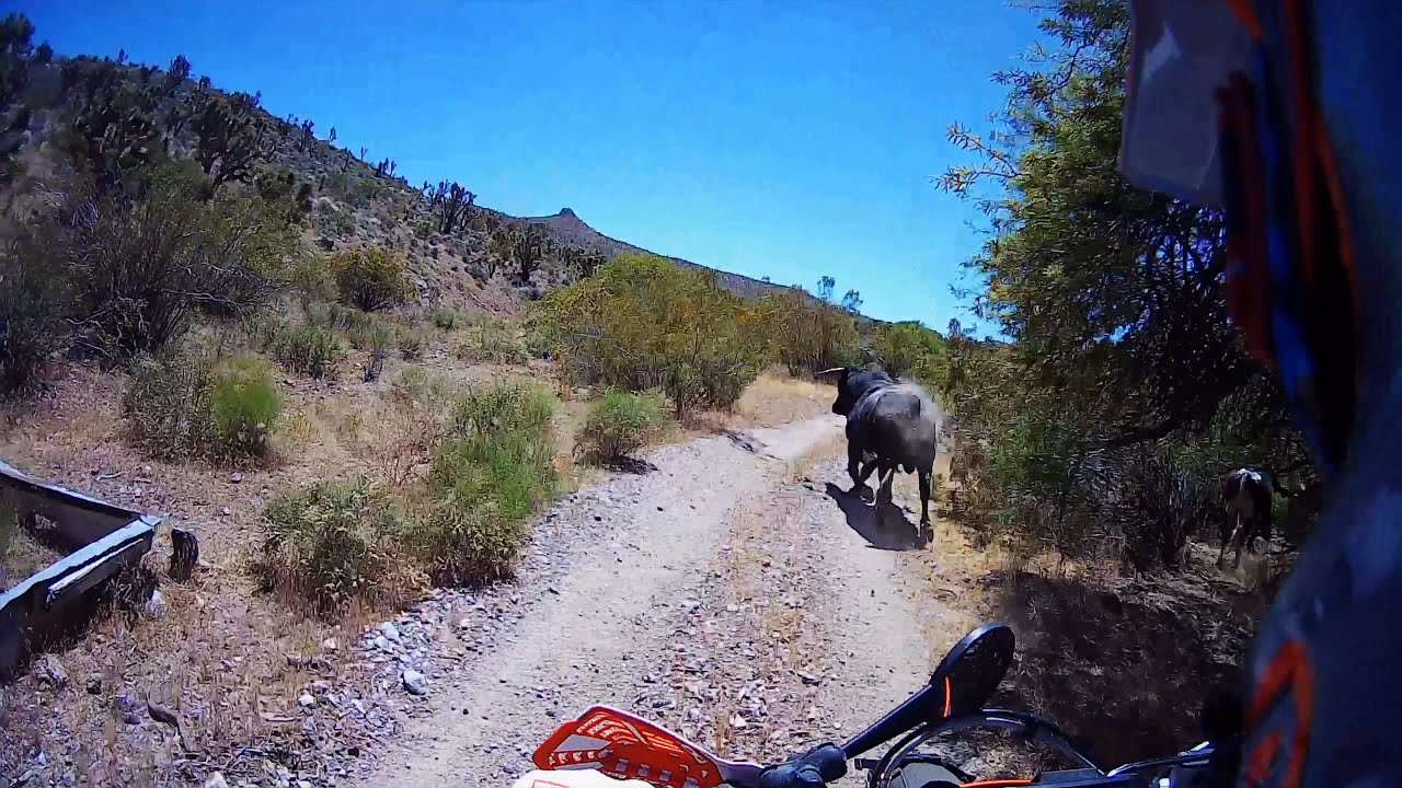 2,500 lb. Bull in the middle of the road... - YouTube