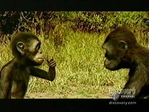 Walking With Beasts Next of Kin (American Version) Part 4