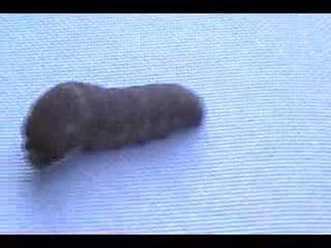 Flesh-Eating, Alien Caterpillars Are Taking Over the World! - YouTube