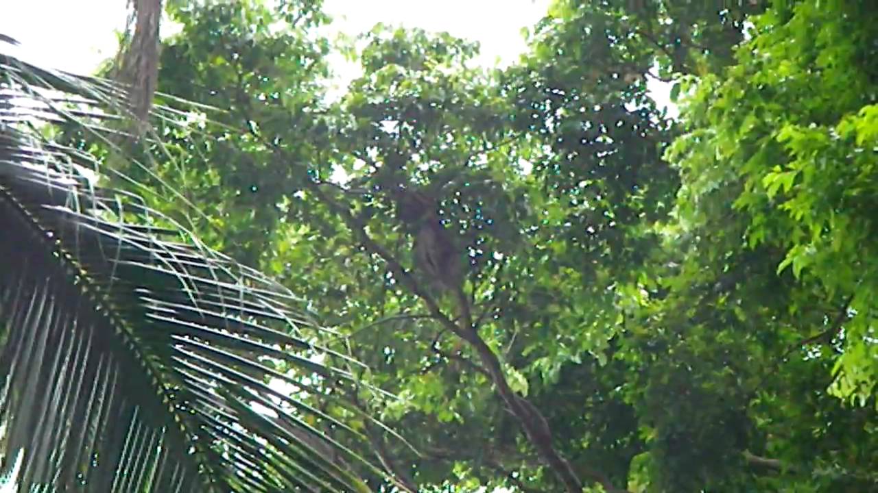 Three-Toed Sloth Climbing Tree - YouTube