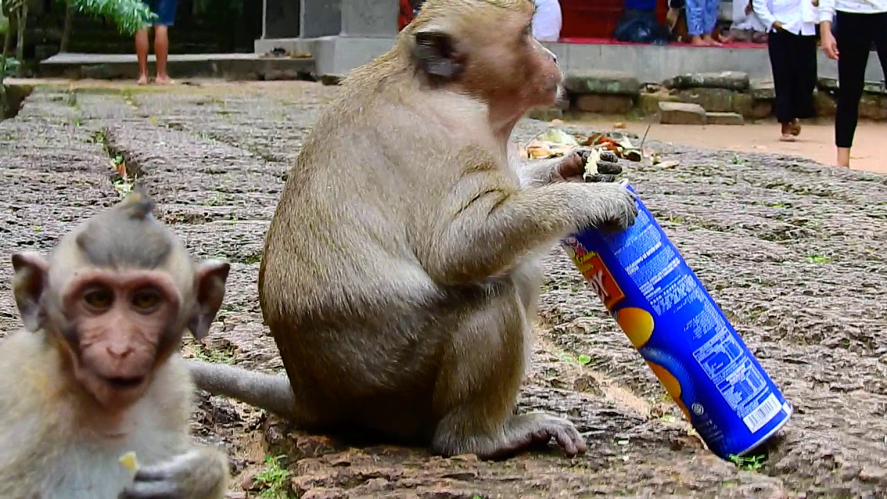 Sweet Pea Request King Monkry Skippy - YouTube