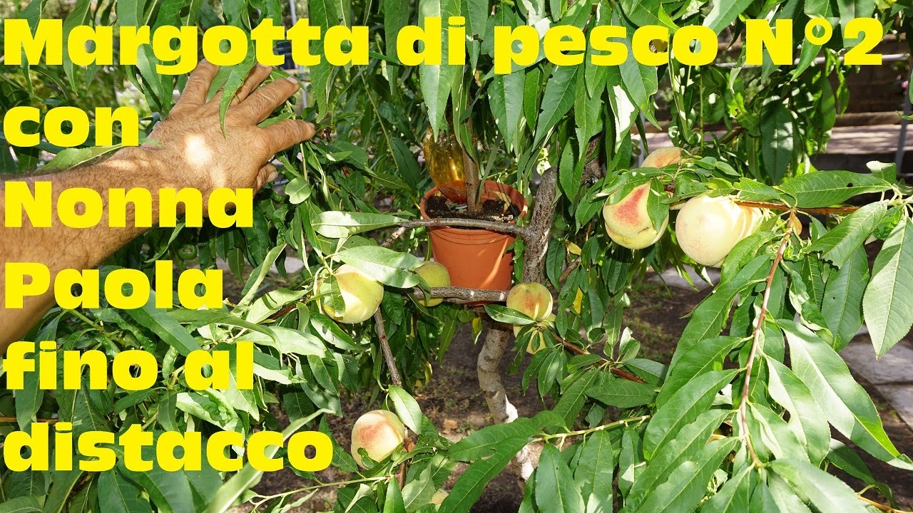 Margotta di pesco N°2 con Nonna Paola fino al distacco - YouTube