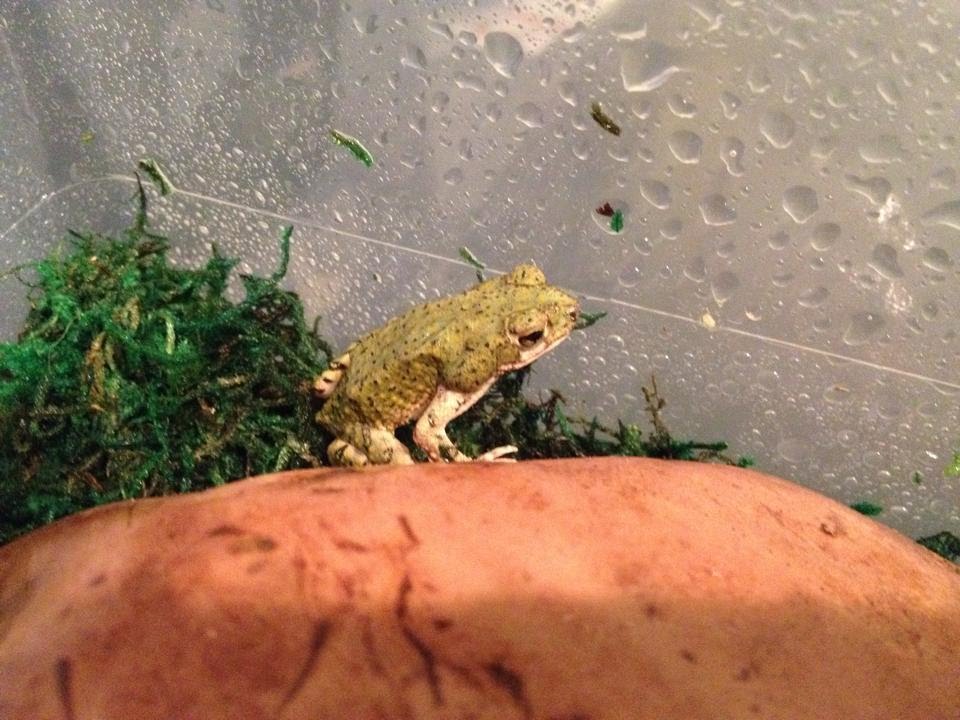Western Toad Care - YouTube
