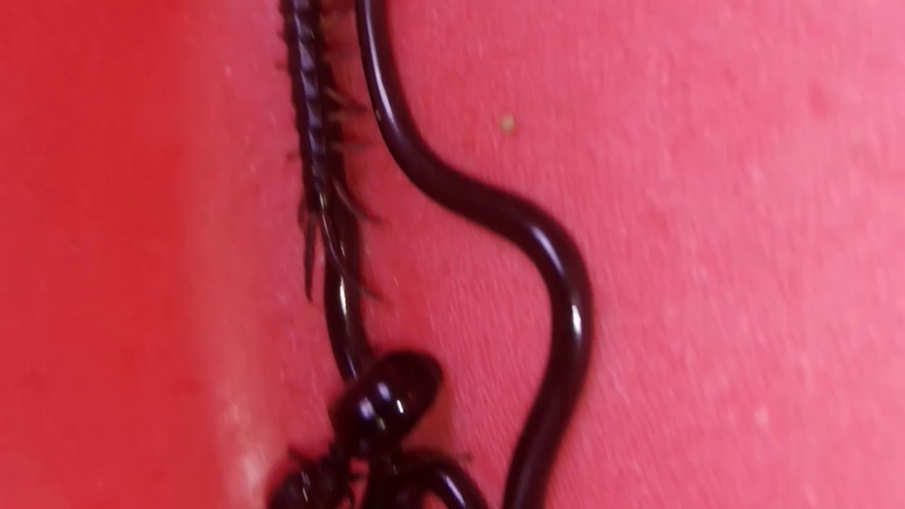 Ant vs centipede vs small snake - YouTube