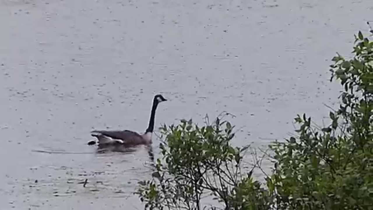 Canada Goose in the Rain - YouTube