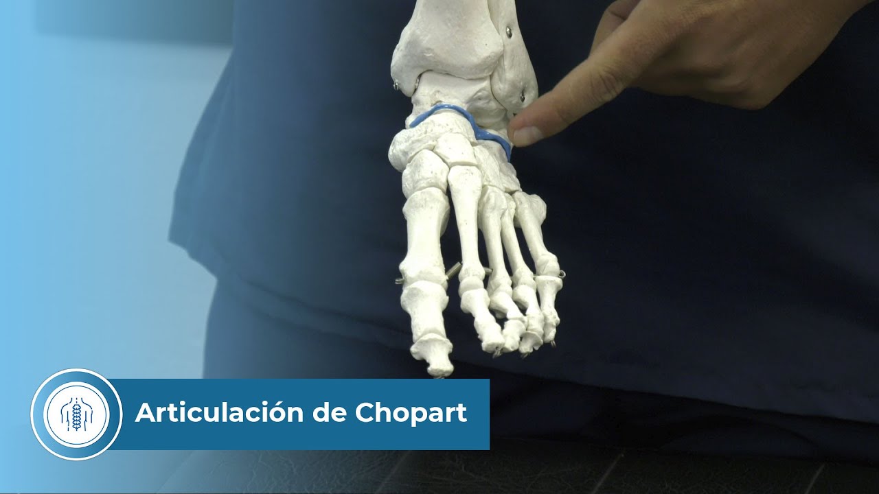 Articulación de chopart - YouTube