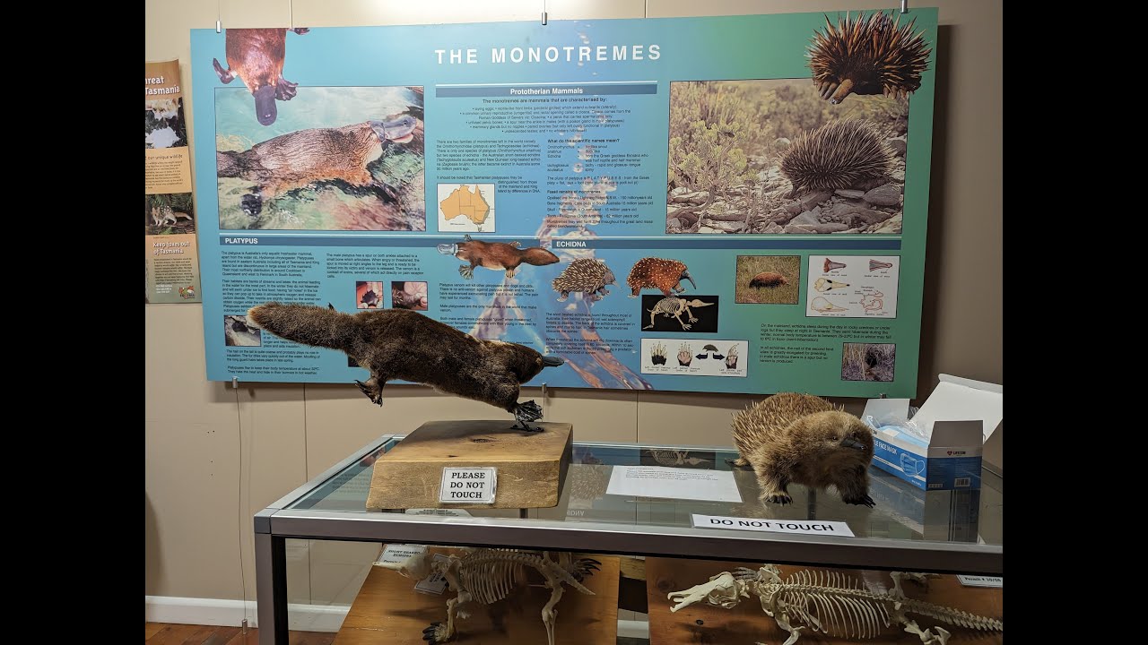 Australia Travels | Platypus House, Tasmania | Guided tour | Platypuses ...
