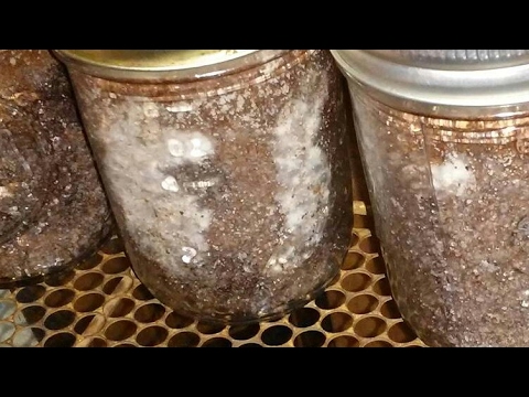 Lets make CO2 with Mushrooms - YouTube