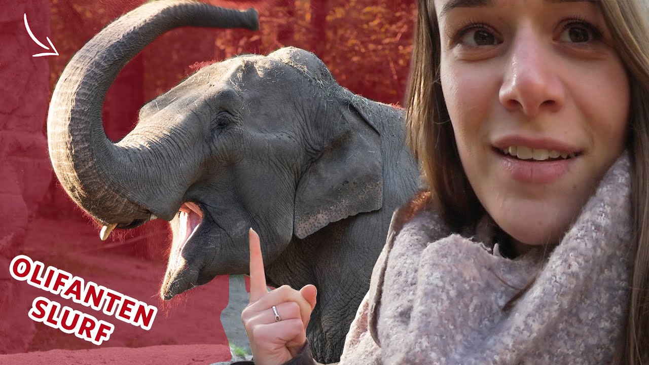 Waarvoor gebruikt de OLIFANT zijn SLURF? 🐘 - YouTube