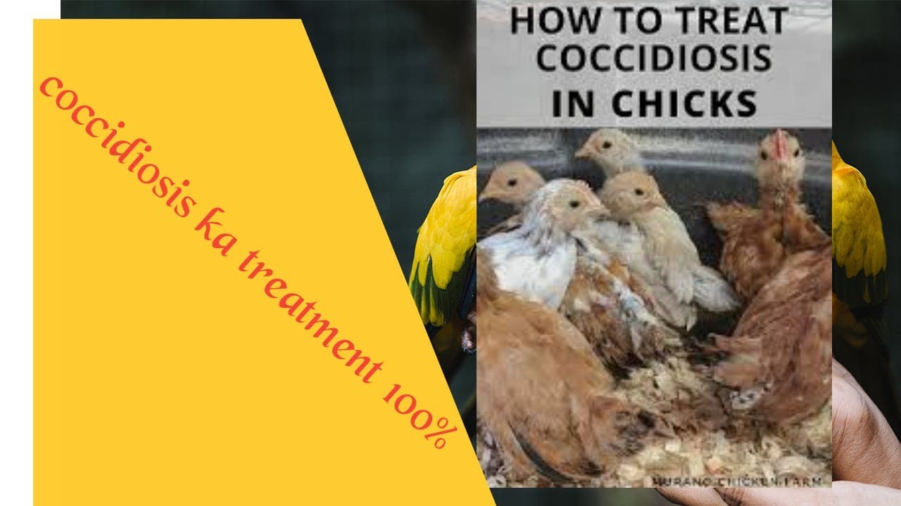 How to prevent and Treat coccidiosis in chicken | Coccidiosis ...