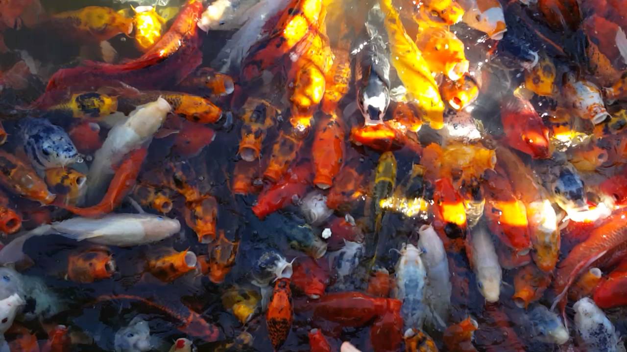 Colorful Exotic Carp - YouTube