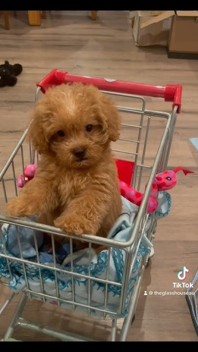 Cutest thing #dog #puppy #puppydog #cute #puppies #puppylife - YouTube