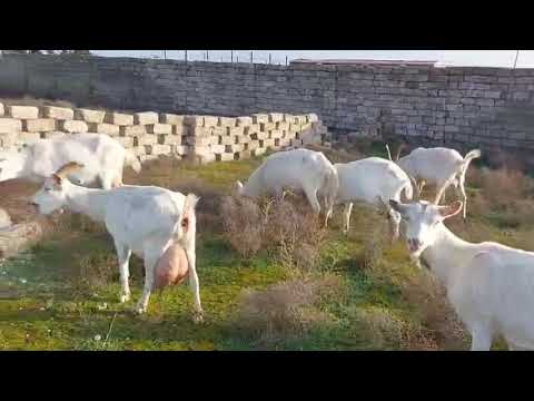 Bakıda 10 Baş Boğaz Saanen Kecileri Satilir, Alan Adama Süd Sağan Aparat Hədiyyə  051_070(888-82-81)