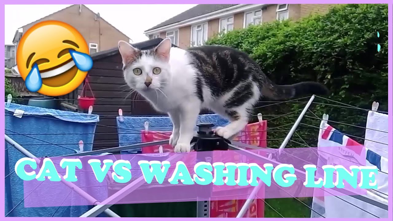 CAT PLAYING ON WASHING LINE - YouTube