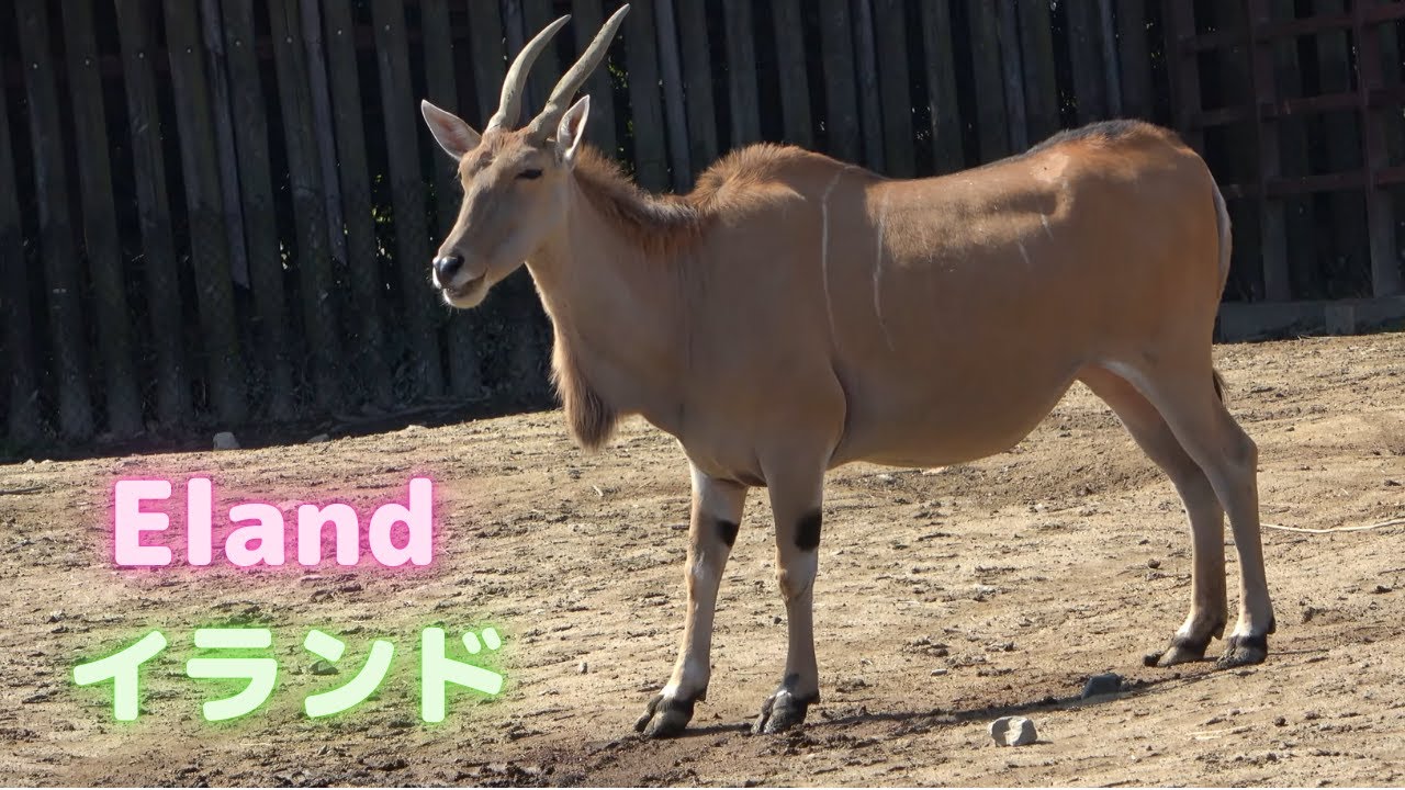 Eland エランド（イランド） 【4K高画質】 - YouTube