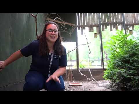Reaseheath Mini Zoo: Patterns at the Zoo! - YouTube
