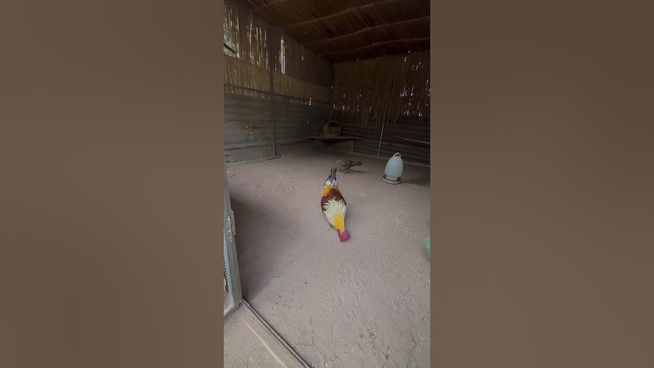 Qaib dib daj zoo nraug thiab qua zoo 2025 - YouTube