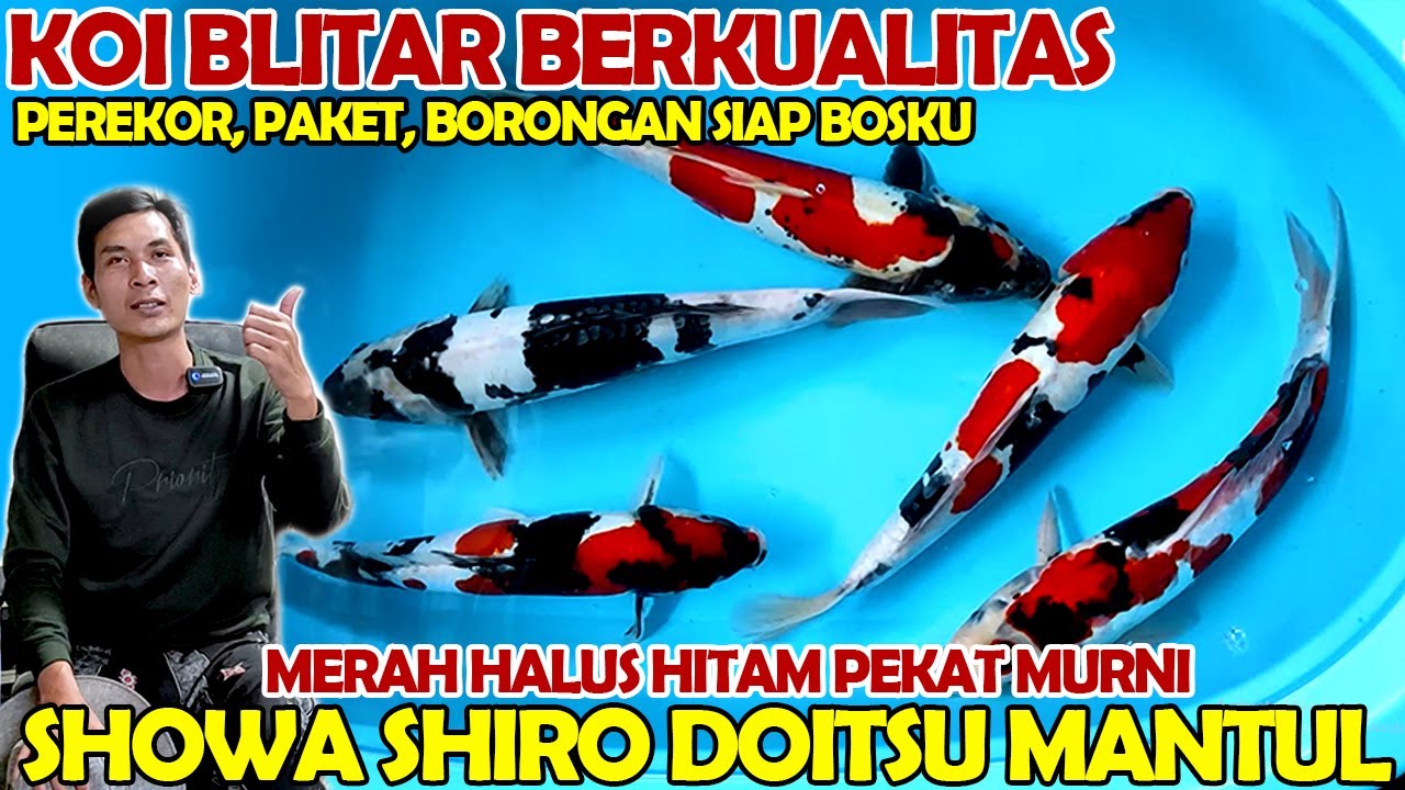 SUMINYA MENGGODA SHOWA SHIRO DOITSU MURNI BOSKU || DUTA KOI BLITAR - YouTube