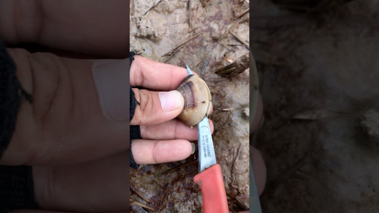 Dead Pearls in clam #pearl #clam #short #satisfying - YouTube