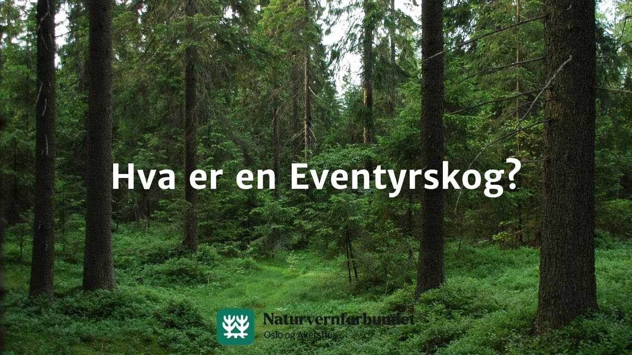 Hva er en eventyrskog? - YouTube