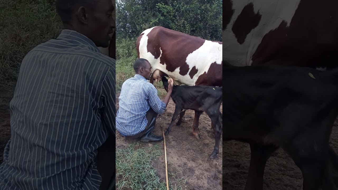 Claiming authenticity of cattle keeping by Bahima from Ankole - YouTube