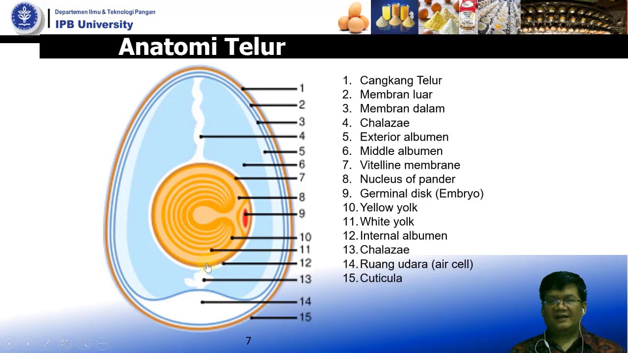 Video Kuliah Karakteristik Telur | Egg Characteristics - YouTube