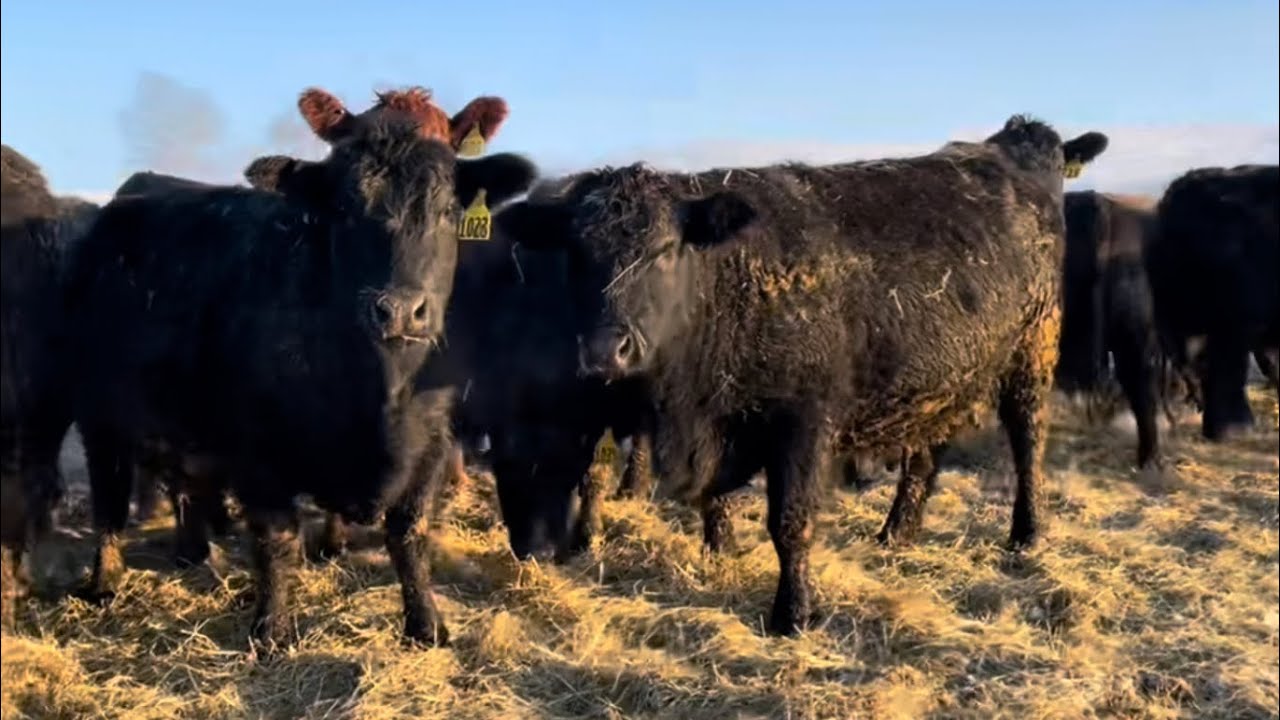 Wisconsin Bred Cows - YouTube
