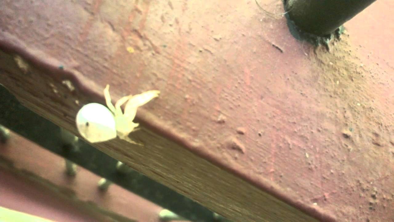 Spider explosion - YouTube