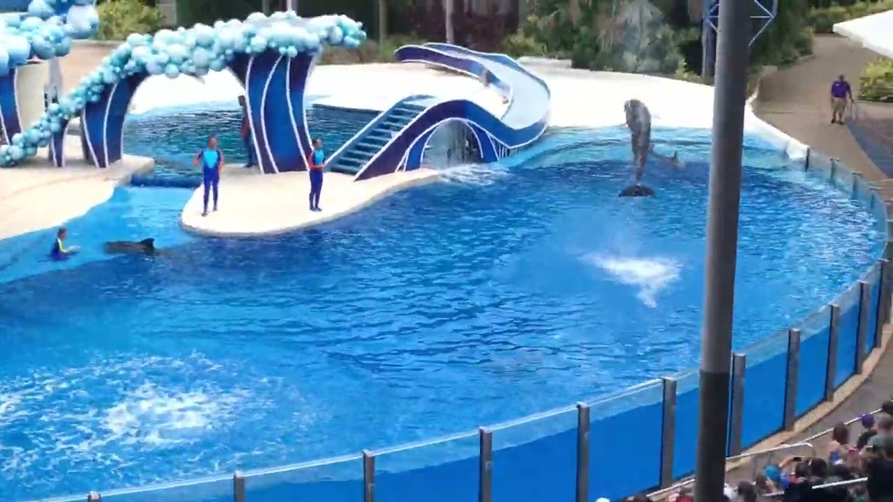 Dolphin Days (Full Show) - SeaWorld Orlando #seaworld# - YouTube