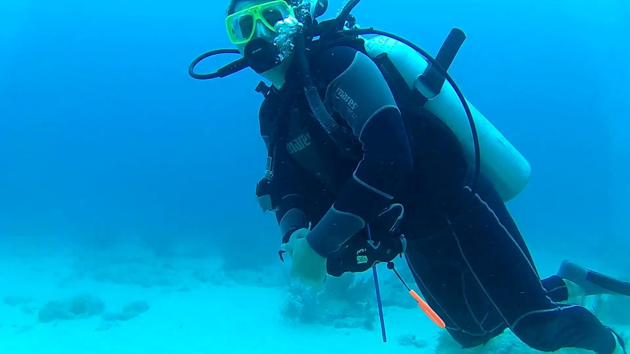 Mateo fish - YouTube