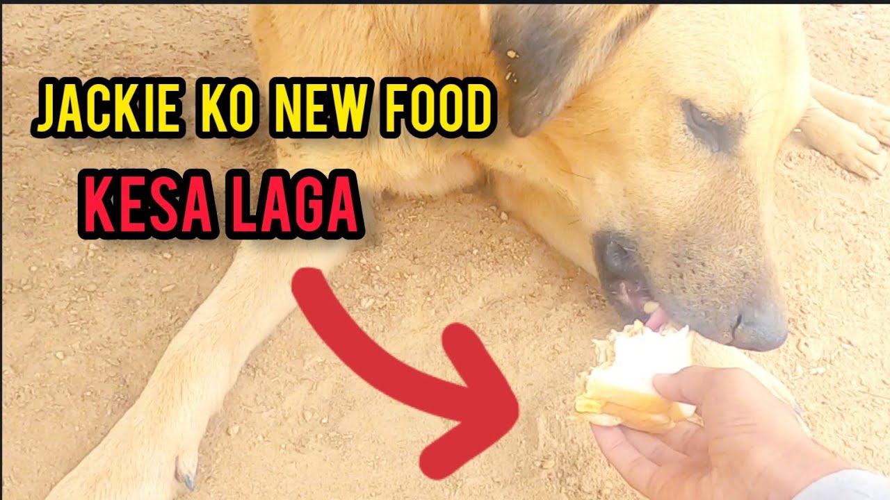 Jackie ko SANDWICH Khilaa Diya😋 Pakistan Media Today | VLOG 15 - YouTube