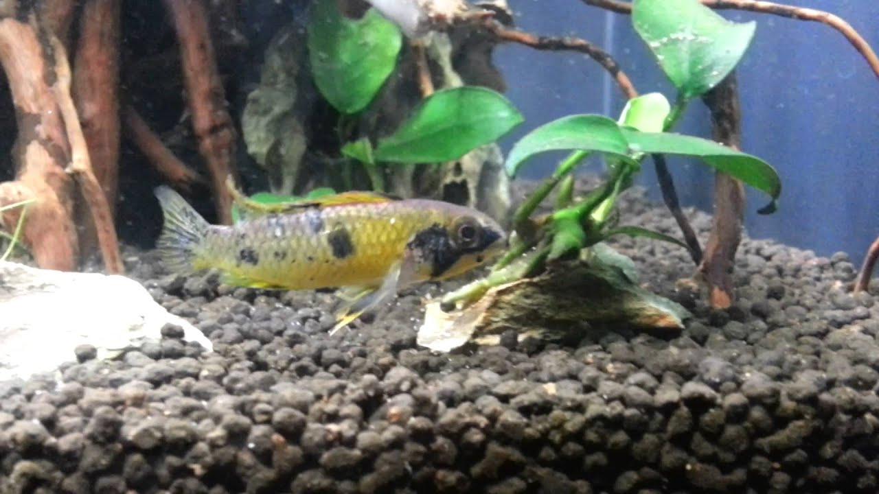 Apistogramma Abacaxis ( willhemi ) 2 - YouTube