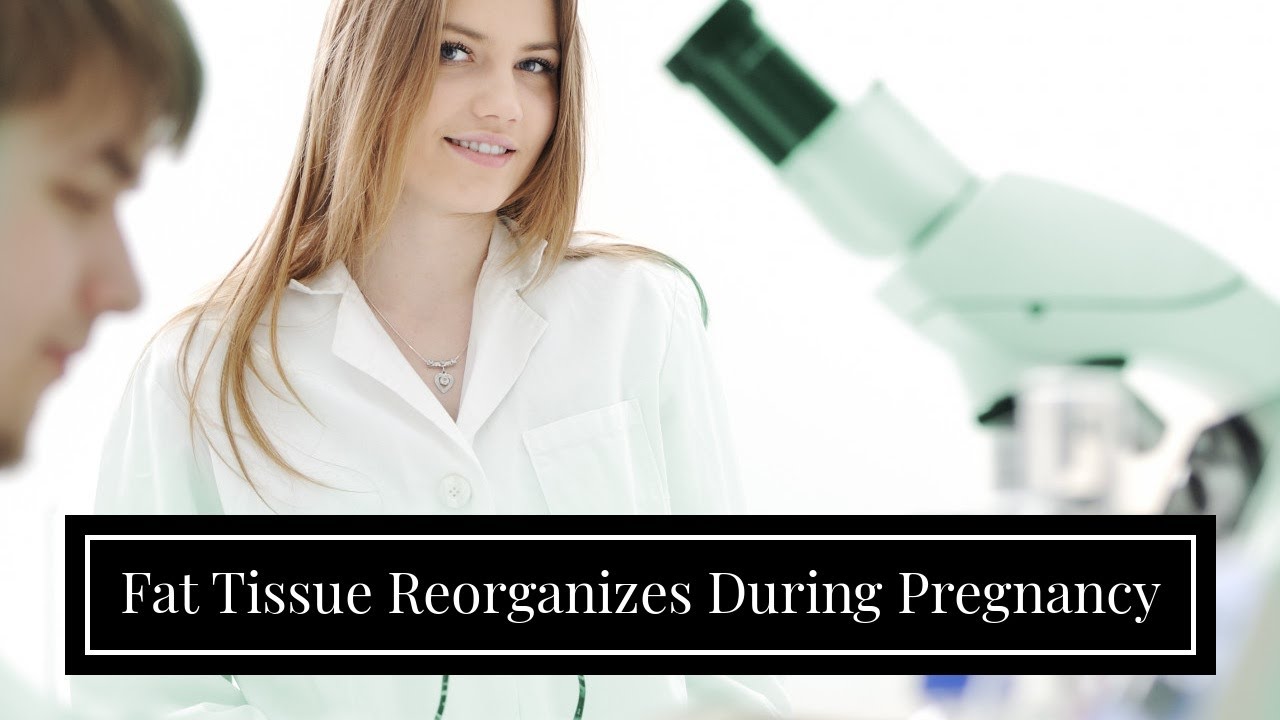 Fat Tissue Reorganizes During Pregnancy - YouTube