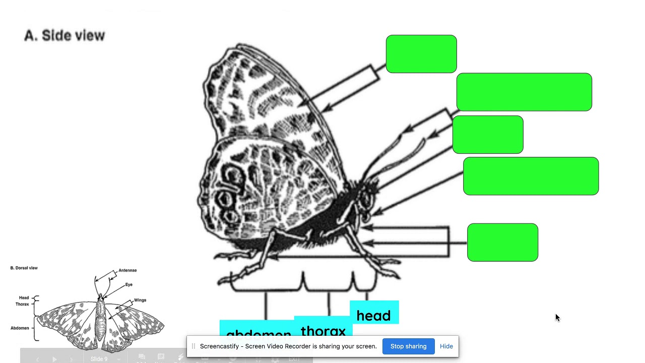 Body Parts Of A Butterfly YouTube body-parts-of-a-butterfly-youtube