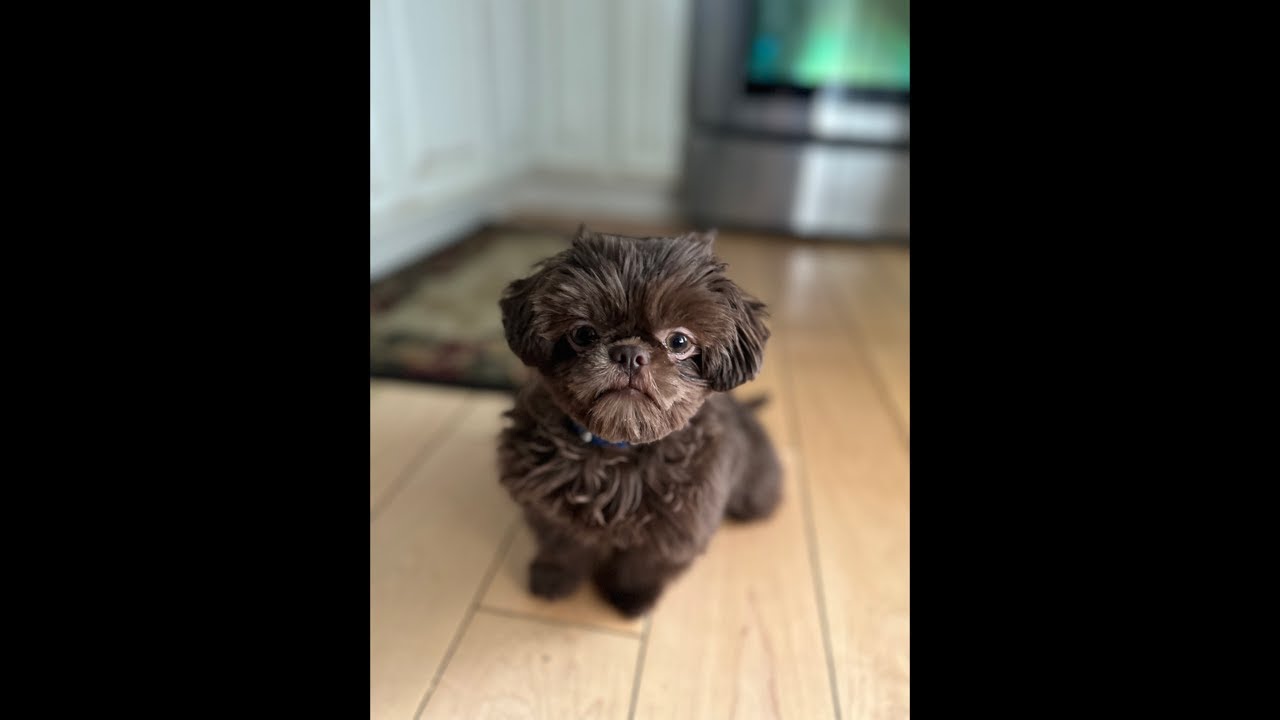 Come Chat day 151 with @ashon_voyage #livestream #love #shortsfeed ...