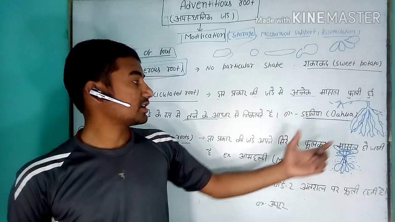 Adventitious Root In Hindi Type Of Adventitious Root Example Of adventitious-root-in-hindi-type-of-adventitious-root-example-of