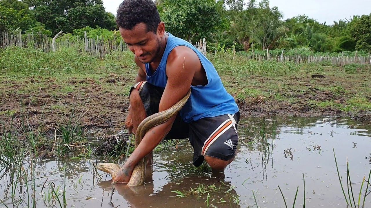 Pegando mussum, um peixe que parece uma cobra - YouTube