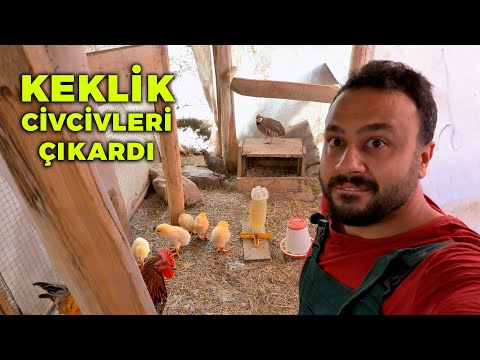 🐦 Kınalı Keklik Civcivlerini Çıkardı! 😍 - Yabani Tavuk Civcivleriyle Özgür 🐔- Cüce Keçilerim