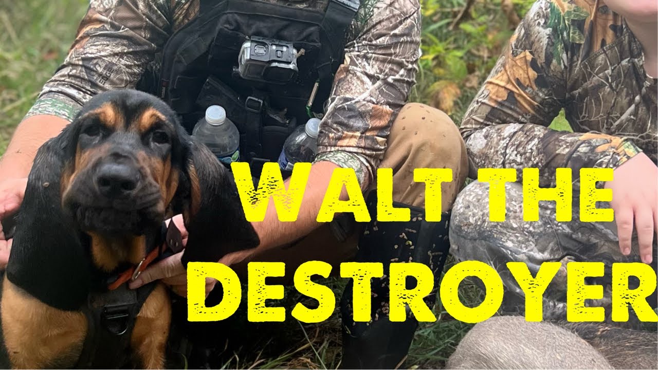 “Walt the DESTROYER” get his first recovery! 13-Year-old first bow Kill ...